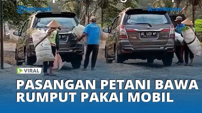 VIDEO Viral Terciduk Pasangan Petani di Jawa Tengah Angkut Rumput Pakai Mobil Mewah ...