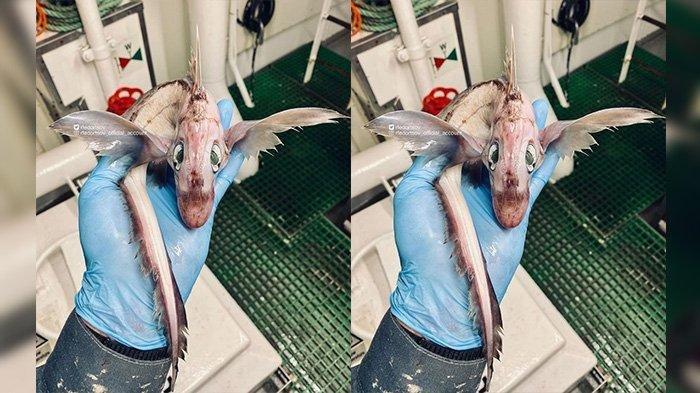 Cari Ikan di Dalaman 900 Meter, Nelayan Rusia Temukan Ikan Mirip 'Bayi ...