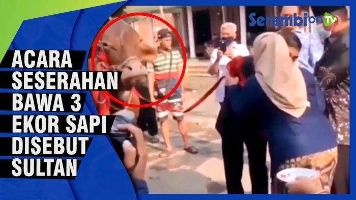 VIDEO - Acara Seserahan Bawa 3 Ekor Sapi dan Perabotan Rumah, Disebut ...