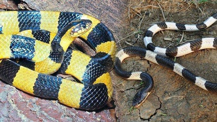 Pria Ini Tertangkap Selundupkan 100 Ular dalam Celana ke China ...