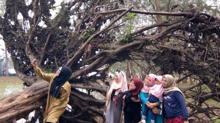 Akar Pohon Cemara di Kuala Gabi Mendadak Viral, Warga Aceh Singkil Sewa ...