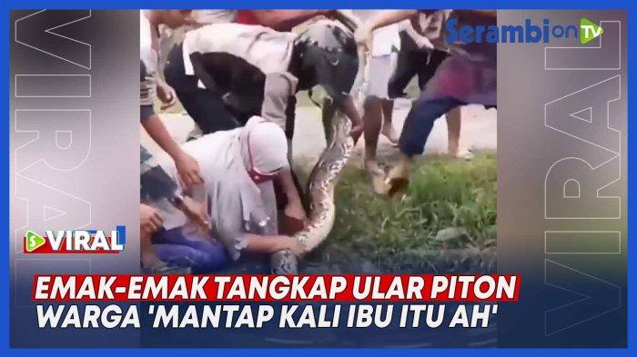 VIDEO Aksi Emak-emak Berhijab Tangkap Ular Piton di Pinggir Parit, Warga 'Mantap kali ibu itu ah ...