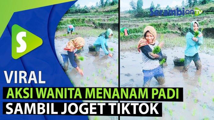 VIDEO VIRAL - Aksi Gadis Menanam Padi di Sawah Sambil Joget Telah ...