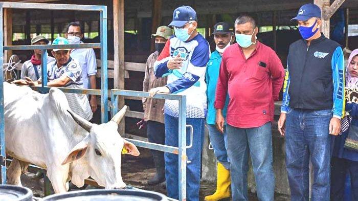 Polisi Mulai BAP Kasus Sapi Kurus - Serambinews.com