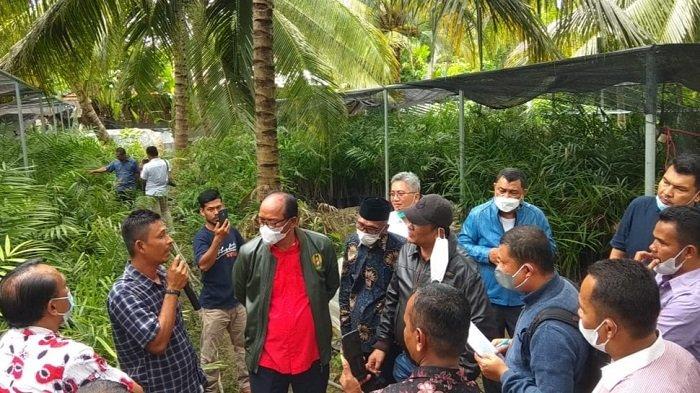 Jernang Tanaman Hutan dan Mudah Tumbuh, Nilai Jualnya Tinggi ...