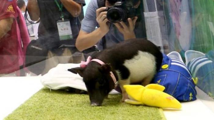 Dijual, Babi Mini Hasil Rekayasa Genetik - Serambinews.com