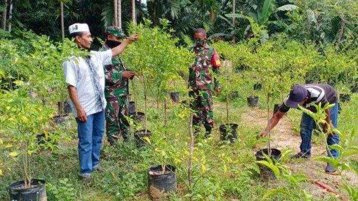 Antisipasi Gagal Panen, Babinsa 23/Kuta Malaka Bina Petani Cabai ...