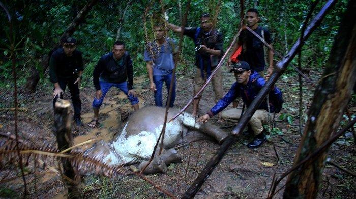 Lagi, Seekor Anak Gajah Ditemukan Mati di Aceh Jaya - Serambinews.com
