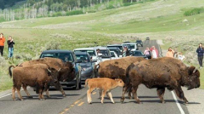 Bison Serang Wanita Sedang Bersantai di Taman Nasional Yellowstone ...