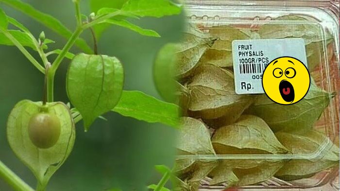 Dulu Dibuang-buang, Buah Ciplukan Kini Harganya Menggila karena ...