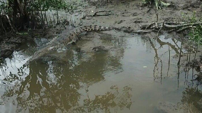 Menguji Nyali, Melihat Lebih Dekat Buaya Rawa Singkil - Serambinews.com