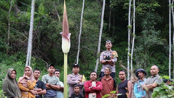 Bunga Bangkai Ditemukan di Beutong Ateuh Nagan Raya - Serambinews.com