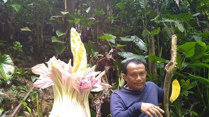 TNGL: Bunga Bangkai yang Ditemukan Warga di Gunung Luboek Teumanggung ...