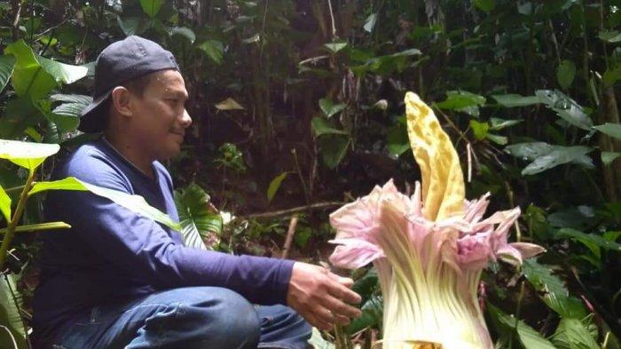 Bunga Bangkai di Gunung Luboek Teumanggung Abdya Semakin Mekar, Penemu ...