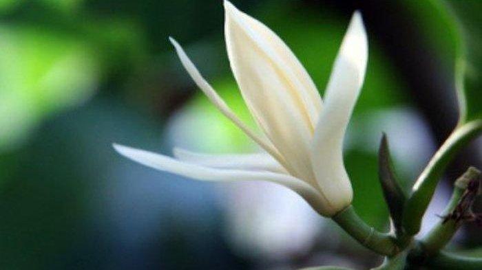 Wanginya Dianggap Pertanda Datang Makhluk Halus, Ternyata Bunga Kantil ...