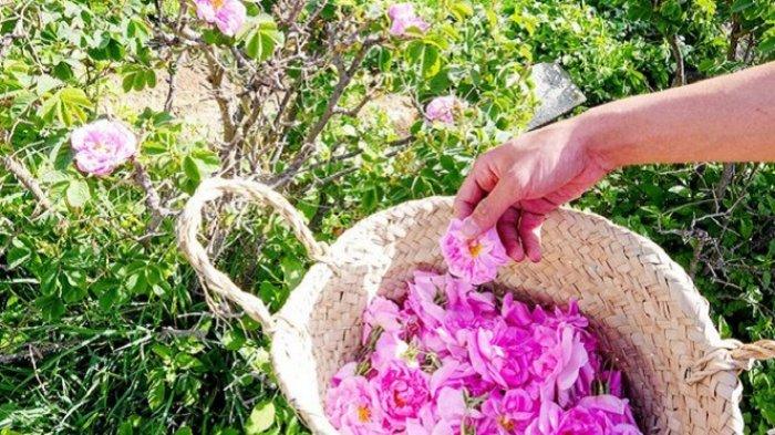 Kota Taif, Gelar Festival Bunga Mawar, Jadi Destinasi Wisata Warga Arab ...