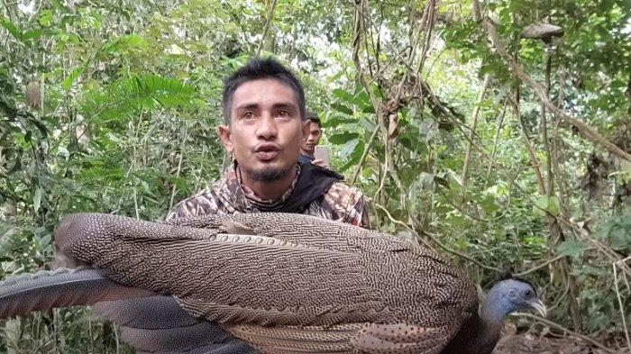 Sempat Dinyatakan Punah di Indoneisa, Viral Burung Kuau Raja Ditemukan ...