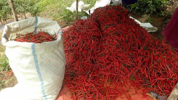 Cara Menyimpan Cabai Sisa Supaya Tahan Hingga Berbulan - Serambinews.com