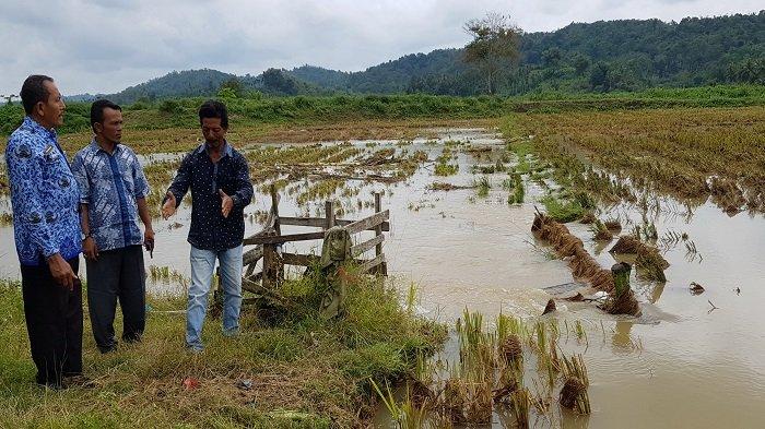 Embung Jebol, 124 Hektare Sawah di Pidie Jaya Terancam Gagal Tanam ...