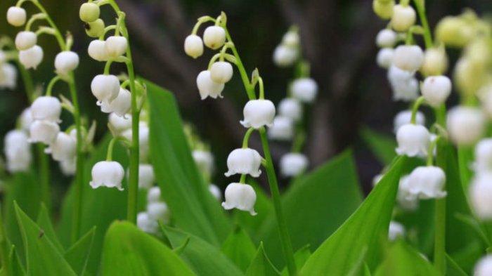 Jangan Asal Tanam karena Terlihat Indah, Tiga Jenis Bunga Ini Justru ...