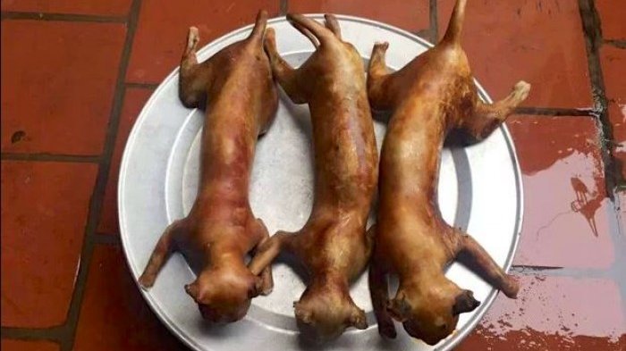 Di Vietnam, Daging Kucing Jadi Menu Makanan Favorit - Serambinews.com