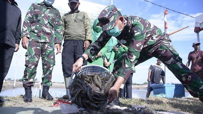 Danrem 011/Lilawangsa Panen Udang Windu Budidaya Prajurit TNI AD di Lhokseumawe - Serambinews.com