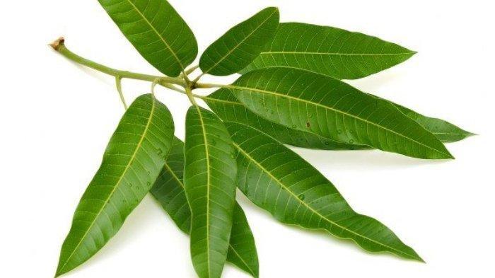 Biasanya Dibuang, Ternyata Daun Mangga Miliki Manfaat yang Baik untuk ...