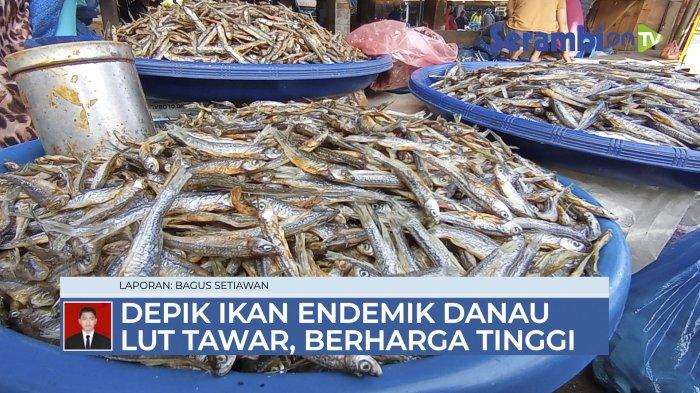 VIDEO Depik Ikan Endemik Danau Lut Tawar, Berharga Ekonomi Tinggi ...