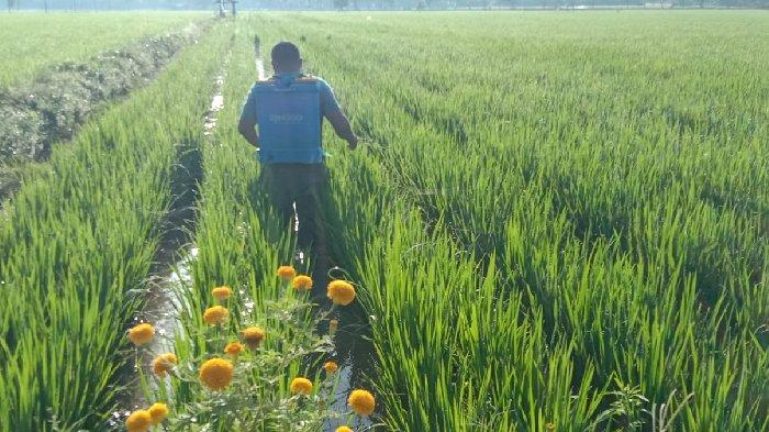 Distanbun Aceh Programkan Budidaya Tanaman Sehat Padi untuk Mendulang ...