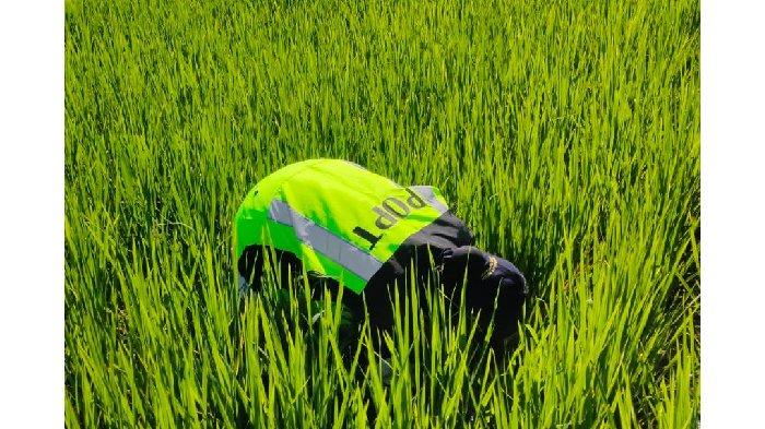 Budidaya Tanaman Sehat Padi Mendulang Emas - Serambinews.com