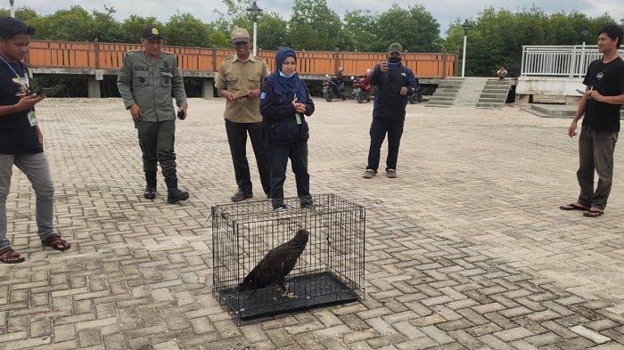 BKSDA dan KPH Wilayah III Aceh Lepasliarkan Elang Brontok ke Mangrove ...