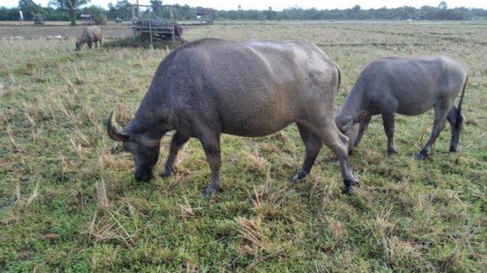 Dalam Dua Pekan, Delapan Ekor Kerbau Warga Aceh Barat Hilang Dicuri ...