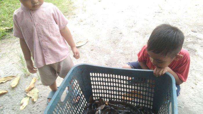 Harga Ikan Lele Segar Rawa Singkil Rp 40 Ribu Per Kg, Dikeringkan Jadi ...