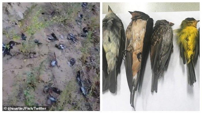Fenomena Ratusan Burung Mati Berjatuhan dari Atas Langit New Mexico ...
