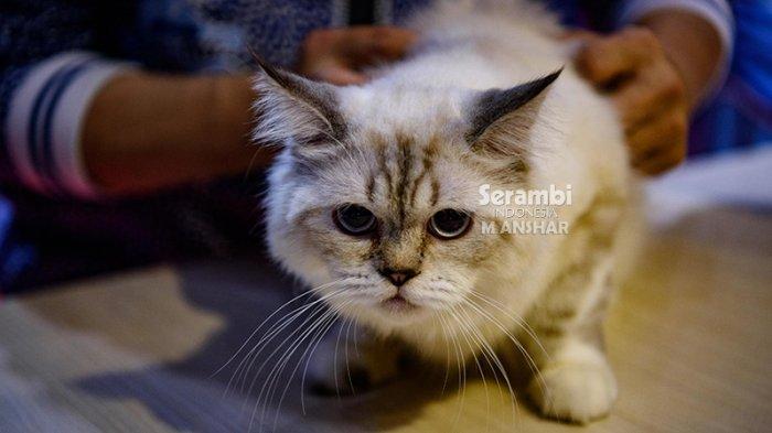 Makanan Dicium Kucing, Apakah Halal Jika Dimakan Lagi? Begini ...