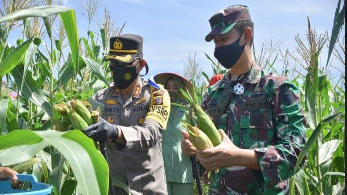Manfaatkan Lahan Kosong, Dandim dan Kapolres Lhokseumawe Panen Jagung di Lahan Demplot ...
