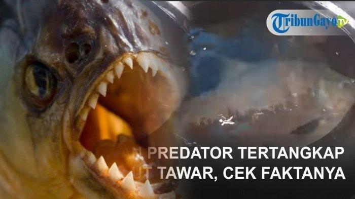 Ikan Predator Bergigi Tajam di Danau Lut Tawar Berasal dari Sungai ...