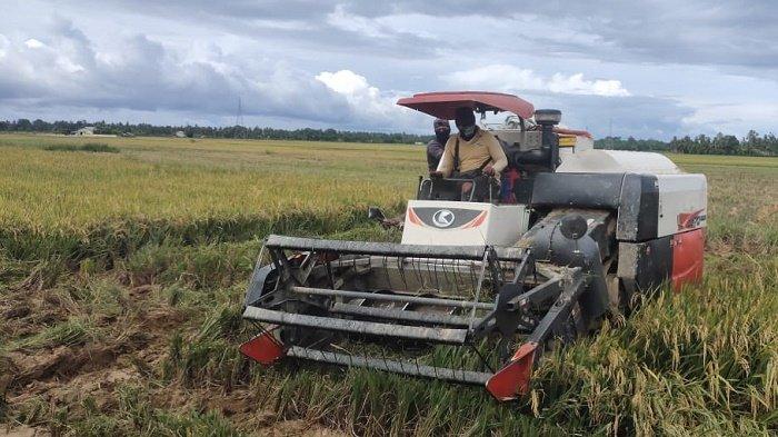 Perpadi Aceh Dukung Harga Beli Gabah dan Beras Petani yang Baru ...