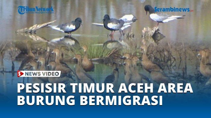 VIDEO Garis Pantai Pesisir Timur Aceh Kawasan Potensial Burung Bermigrasi - Serambinews.com