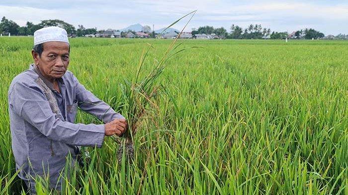 Petani di Pidie Mulai Resah Akibat Tanaman Padi Diserang Hama Penggerek - Serambinews.com