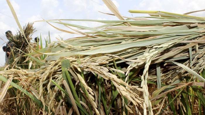 Hama Wereng Serang Aceh - Serambinews.com