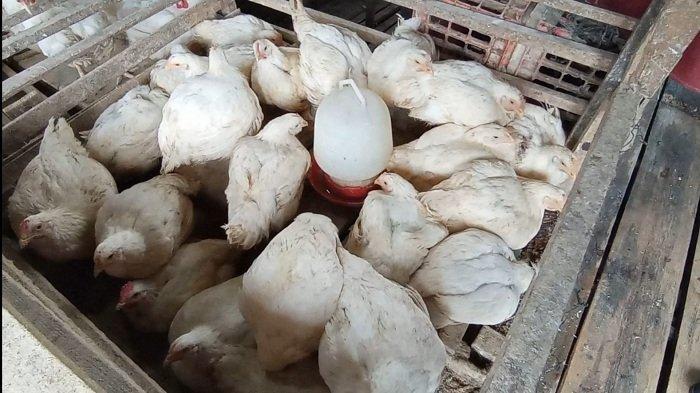 Harga Ayam Broiler di Takengon Merangkak Naik Jadi Rp 27 Ribu/Ekor, Tertinggi dari Tahun Lalu ...
