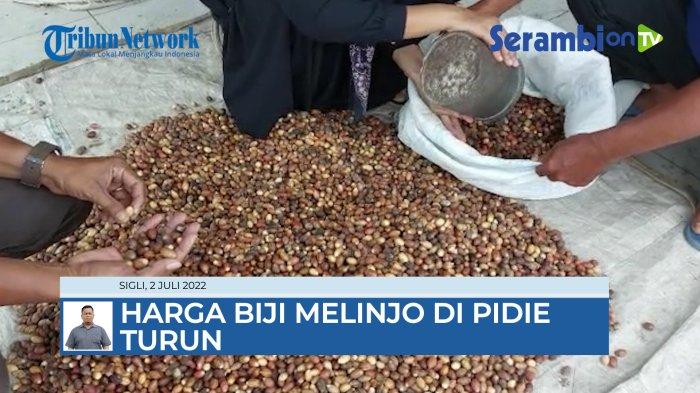 VIDEO Harga Biji Melinjo di Pidie Turun - Serambinews.com