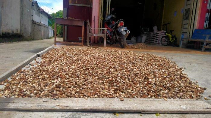Harga Pinang Kering Turun, Karena Kurang Permintaan dari India, Segini ...