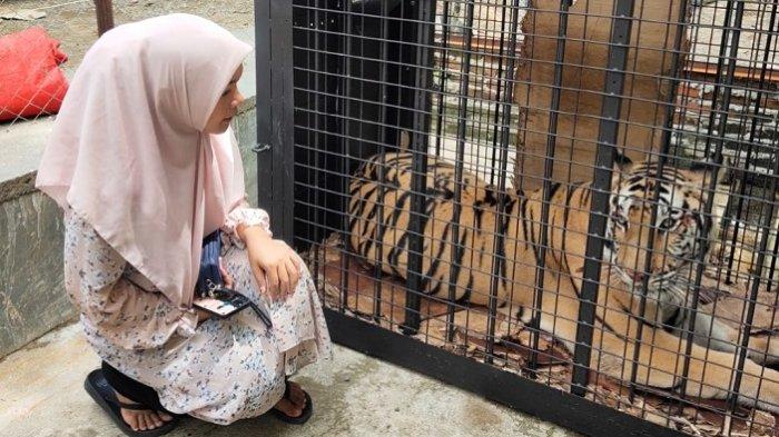 Harimau Benggala Jadi Koleksi Terbaru Taman Rusa - Serambinews.com