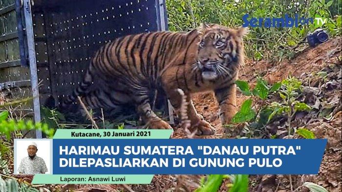 VIDEO Harimau Sumatera 'Danau Putra' Dilepasliarkan Usai Terjebak ... VIDEO Harimau Sumatera 'Danau Putra' Dilepasliarkan Usai Terjebak ...