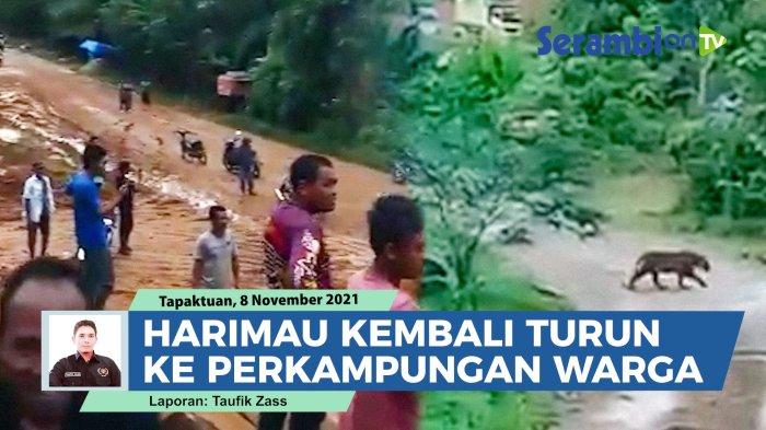 VIDEO Harimau Sumatera Kembali Turun ke Perkampungan, Si "Raja Rimba ...