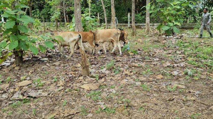 Satpol PP dan WH Aceh Besar Kembali Amankan Empat Ternak di Jantho - Serambinews.com