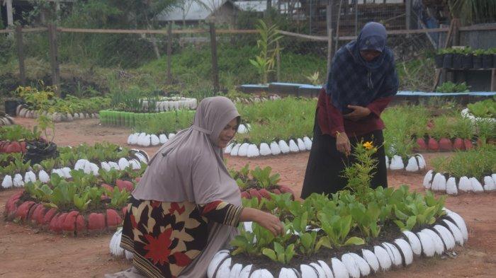 IRT Meunasah Jurong Meurahdua Pidie Jaya Tata Tanaman Berbentuk PKK dan ...