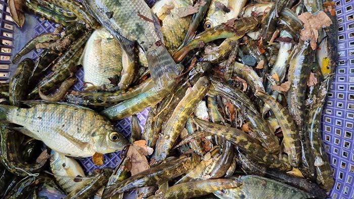 Berburu Ikan Jangko, Tradisi Pemuda Meukek Saat Libur Lebaran ...